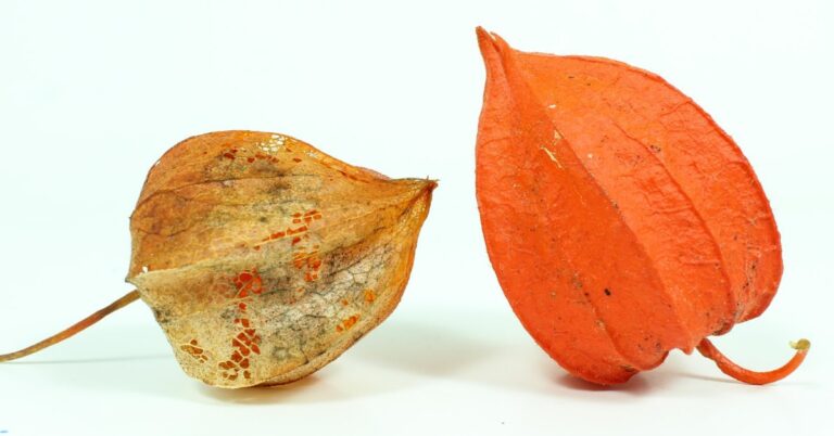 What Are Insurance Clusters, and Should You Consider Joining One?